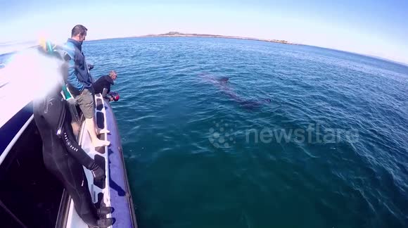 Swimming with Basking Sharks! - Buy, Sell or Upload Video Content with ...