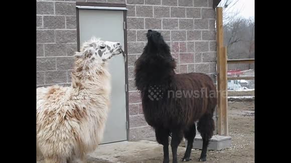 Llamas Fighting - Buy, Sell or Upload Video Content with Newsflare