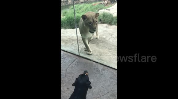 Brave service dog protects owner from lioness ‘attack’ at Cincinnati ...