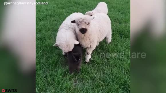 Rescue cat becomes best friends with a pair of sheep - Buy, Sell or ...