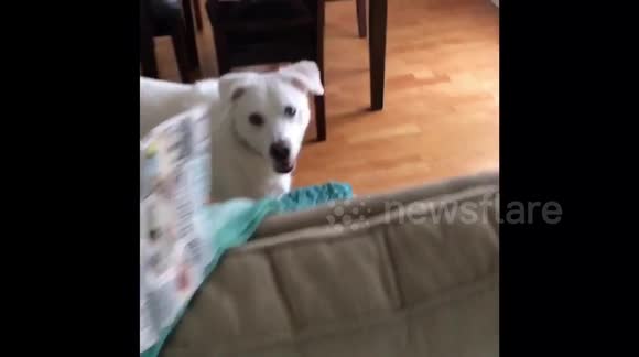 This dog is hilariously terrified of inanimate objects - Buy, Sell or ...