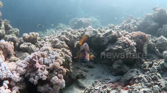 TITAN TRIGGERFISH ATTACKS CAMERA 3 TIMES | ROOTS RED SEA, EGYPT | HD VIDEO - Buy, Sell or Upload ...