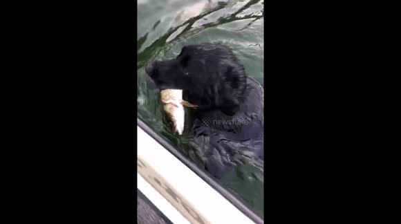 Angler dog holds fish gently in his mouth while swimming - Buy, Sell or ...