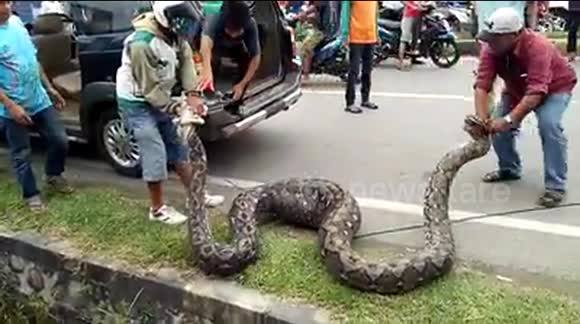 indonesian citizens pity and rescue the pythons who sleep on the street ...