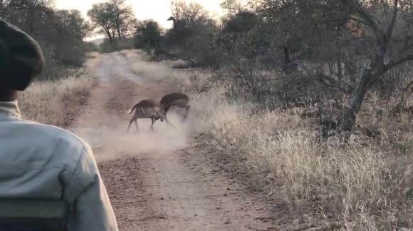 Leopard interrupts two fighting impala - Buy, Sell or Upload Video ...