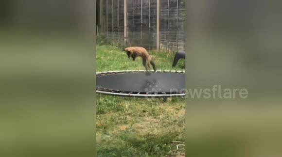 Playful fox cub caught jumping on trampoline in London garden - Buy ...