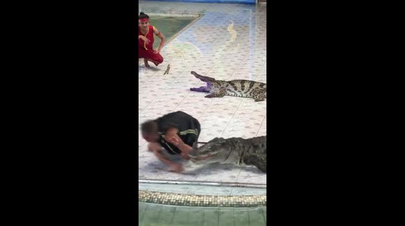 Crocodile bites trainer's arm in front of horrified spectators - Buy ...