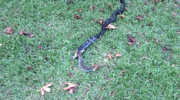 Black Eastern Rat Snake Eating a Squirrel Original - Buy, Sell or ...