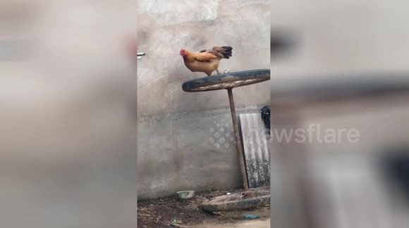Chicken on the treadmill: Hen 'works out' on upturned cart - Buy, Sell ...