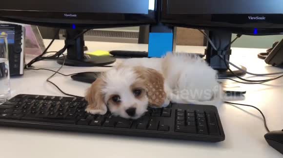 Cavachon puppy caught sleeping on the job - Buy, Sell or Upload Video ...