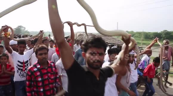Villagers carry hundreds of snakes through streets during festival ...