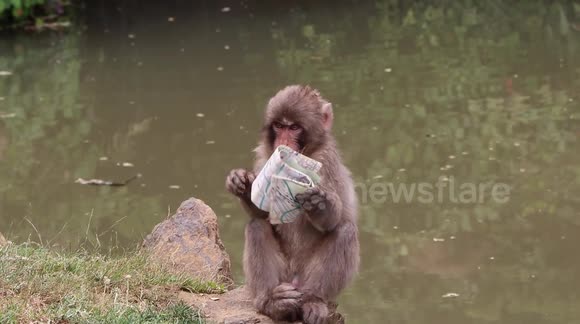Monkey Reading a Map! - Buy, Sell or Upload Video Content with Newsflare