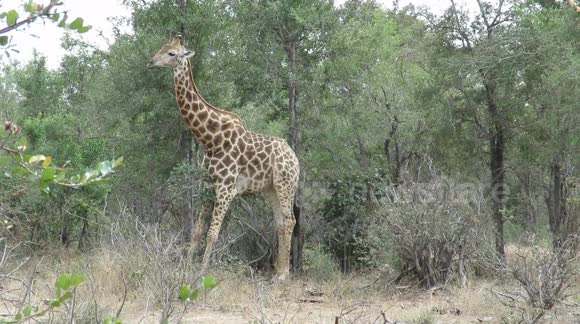 Male giraffe enjoys an awkward looking chest scratch - Buy, Sell or ...