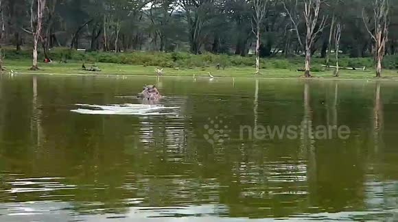 Angry hippo chases after boat in Kenya - Buy, Sell or Upload Video ...