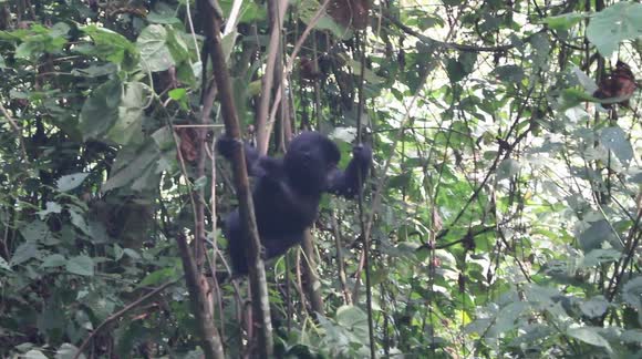 US tourist captures moment baby gorilla falls out of tree - Buy, Sell ...