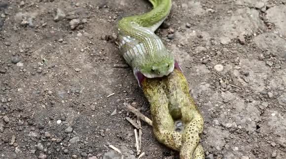 Stomach-churning moment small snake regurgitates giant frog - Buy, Sell ...