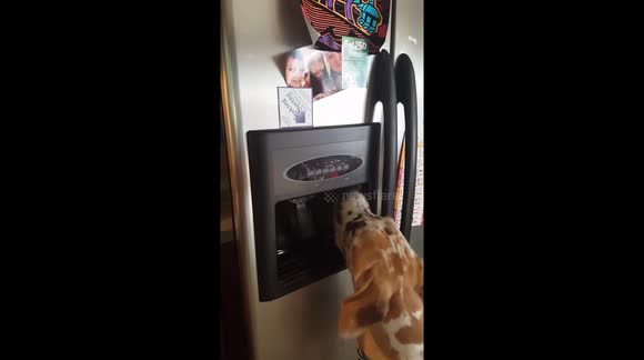 Great Dane puppy drinks straight from the fridge! - Buy, Sell or Upload ...