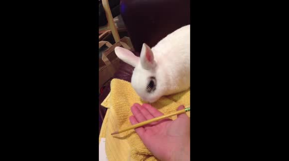 Rabbit helping with homework - Buy, Sell or Upload Video Content with ...