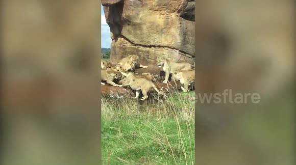Moment female lionesses attack terrified male lion at British safari ...