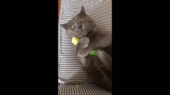Chunkus the cat loves cucumbers - Buy, Sell or Upload Video Content ...