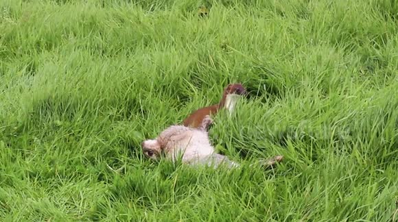 Stoat struggles to drags rabbit through the grass - Buy, Sell or Upload ...