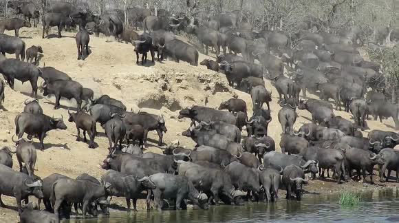 Hours-long buffalo migration create spectacular affair at river during ...