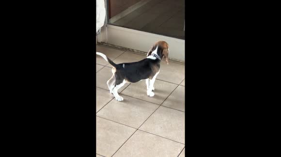 Confused beagle puppy adorably freaks out over his reflection - Buy ...