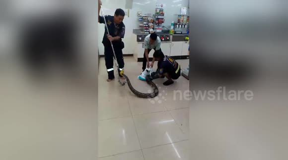 12ft-long python terrifies supermarket staff - Buy, Sell or Upload ...