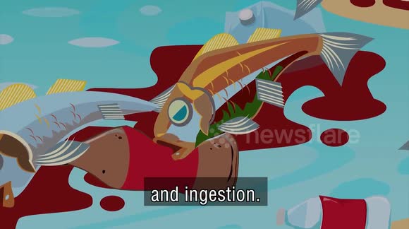 Our sea animals are imploring for help! - Buy, Sell or Upload Video ...