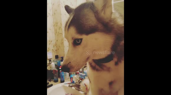 Guilty husky gets caught on top of bathroom sink - Buy, Sell or Upload ...