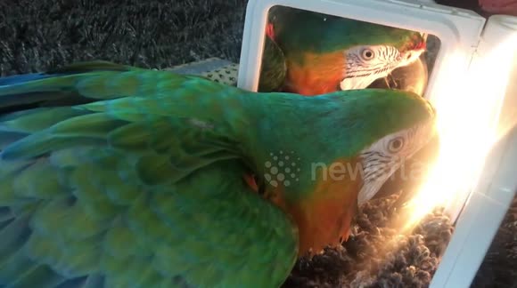 Confused parrot is transfixed by own reflection - Buy, Sell or Upload ...
