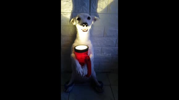 Jack Russel dog looks scary shining a torch to his face - Buy, Sell or ...