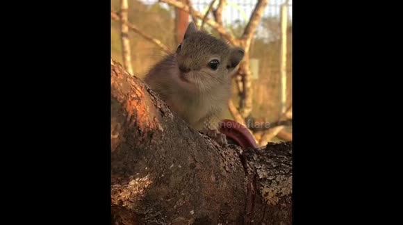 The Flash Squirrel - Buy, Sell or Upload Video Content with Newsflare