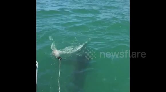 Angry Great White lunges at bait handler in slow motion - Buy, Sell or ...