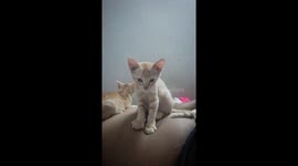 Newsflare - Cat massages its friend's back but gets slapped for its trouble