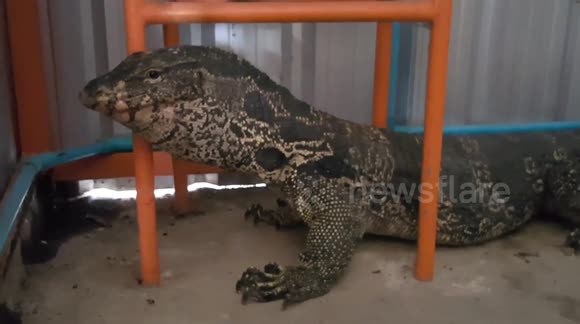 Ferocious 6ft long monitor lizard caught inside restaurant - Buy, Sell ...