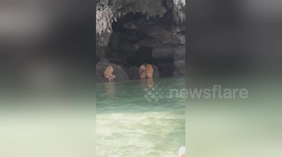 Bizarre moment 'ewok-like troll monkeys' make strange noise on Thai ...