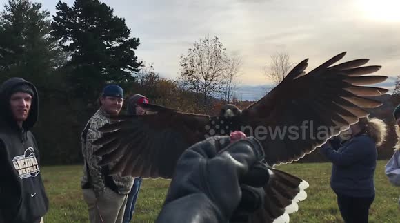 Watch a hawk swoop in for a landing on man's hand - Buy, Sell or Upload ...