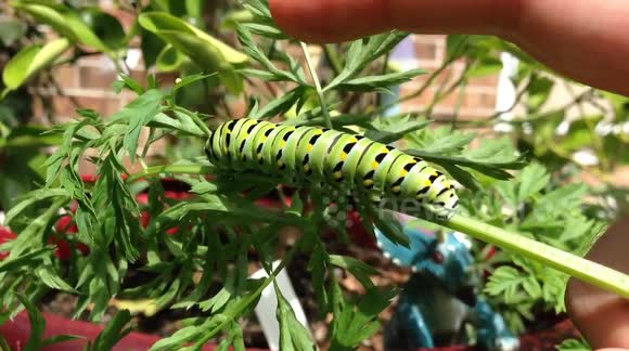Tickling a Grumpy Caterpillar - Buy, Sell or Upload Video Content with ...