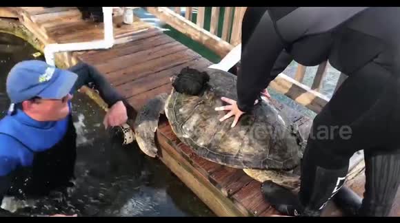 Amputee sea turtle swims again thanks to new prosthetic fin - Buy, Sell ...