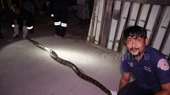 Rescuers' epic tug-of-war with python that lived under house eating ...