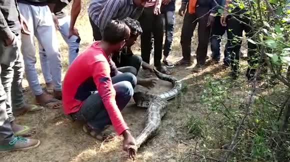 Stomach churning moment when a python was seen regurgitating a whole ...