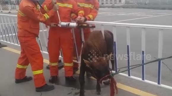 Scared calf gets stuck in railing on Chinese motorway - Buy, Sell or ...