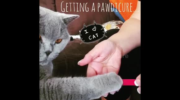 Getting a pawdicure.. Or is it meownicure? - Buy, Sell or Upload Video ...