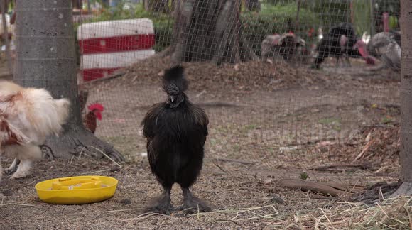 A bully chicken jumps and attacks a relaxing black chicken from behind ...