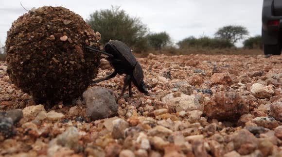 Watch a tiny dung beetle roll a giant ball of poop - Buy, Sell or ...