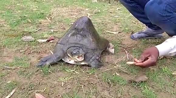 Turtle with huge hump worshipped as deity in India - Buy, Sell or ...