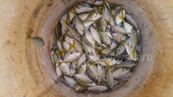 A bucket full of small fish, a great catch. - Buy, Sell or Upload Video ...