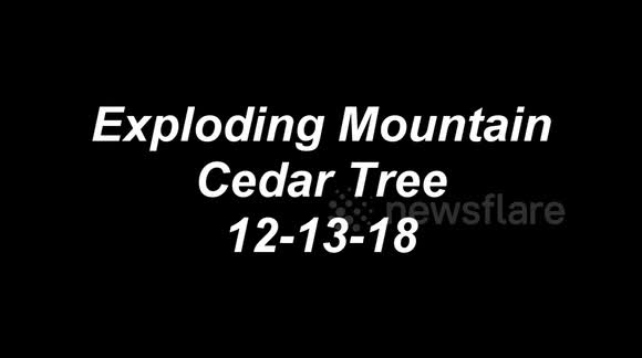 Mountain cedar tree exploding with pollen in the Texas Hill Country - Buy, Sell or Upload Video ...