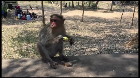 Adorable Monkey's Gobbling Ice Lollies to Beat the Heat - Buy, Sell or ...